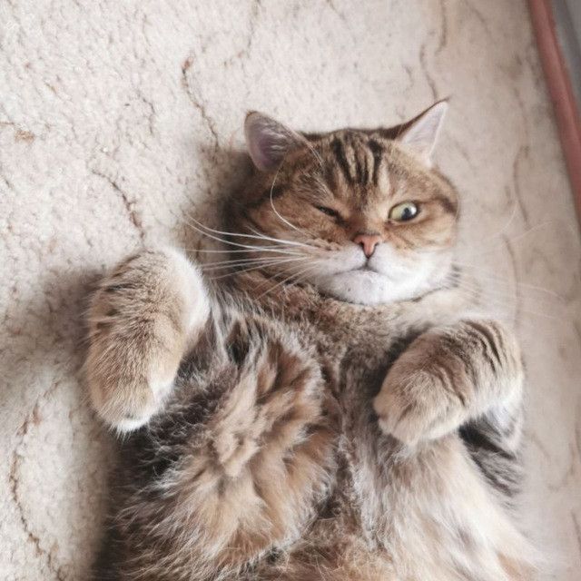 Коты и кошка Крамника Kramnikcat • Посты и статистика канала Telegram